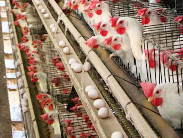 Nigeria Reaffirms Commitment To Growth of Poultry Sector | LN247