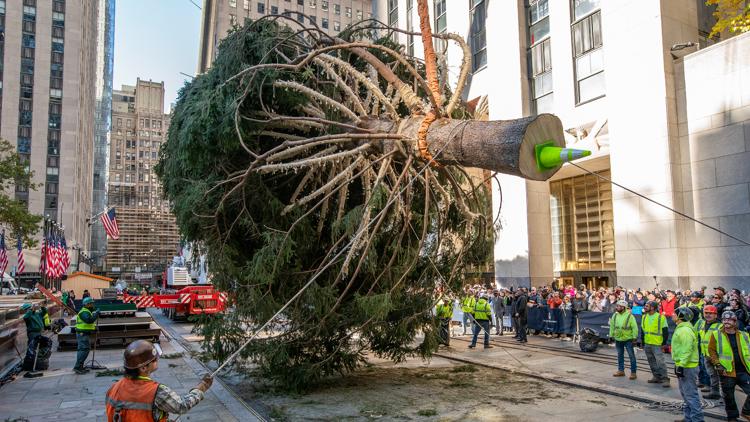 Rockefeller Center Christmas Tree Arrives On The Plaza.